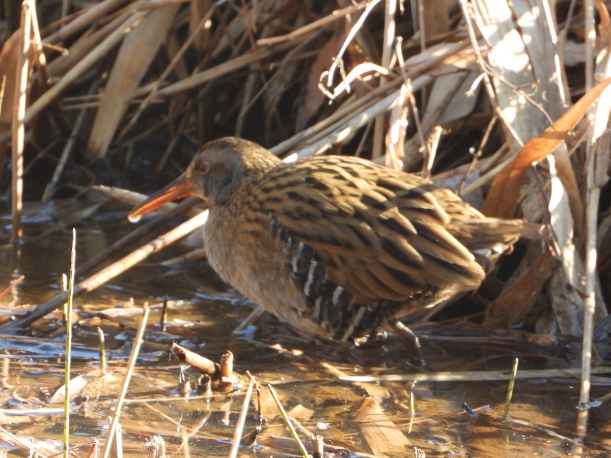 ML648868209 - Brown-cheeked Rail - Macaulay Library