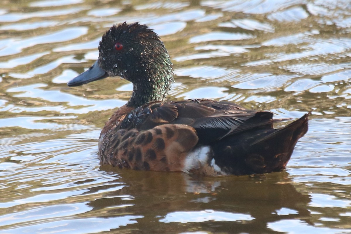 eBird Checklist - 14 Jan 2026 - Northern Memorial Park - 38 species
