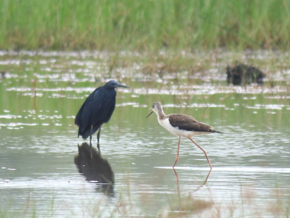 ML648871963 - Black-winged Stilt - Macaulay Library