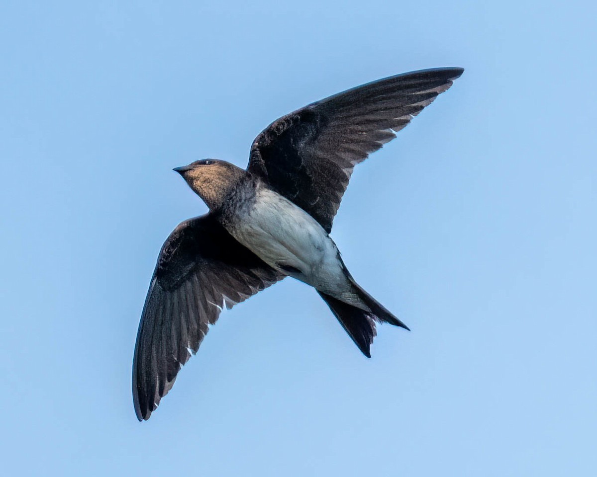 ML648877840 - Gray-breasted Martin - Macaulay Library