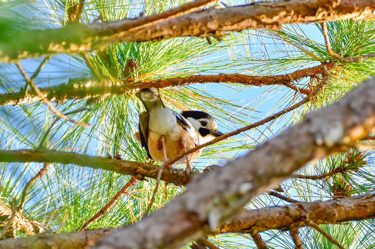 eBird Checklist - 3 Mar 2023 - Da Lat--Mimosa pass - 6 species