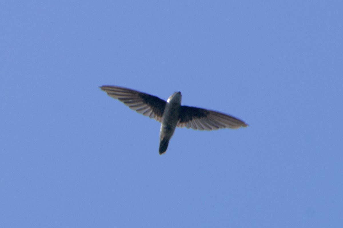 ML648881184 - White-nest Swiftlet - Macaulay Library