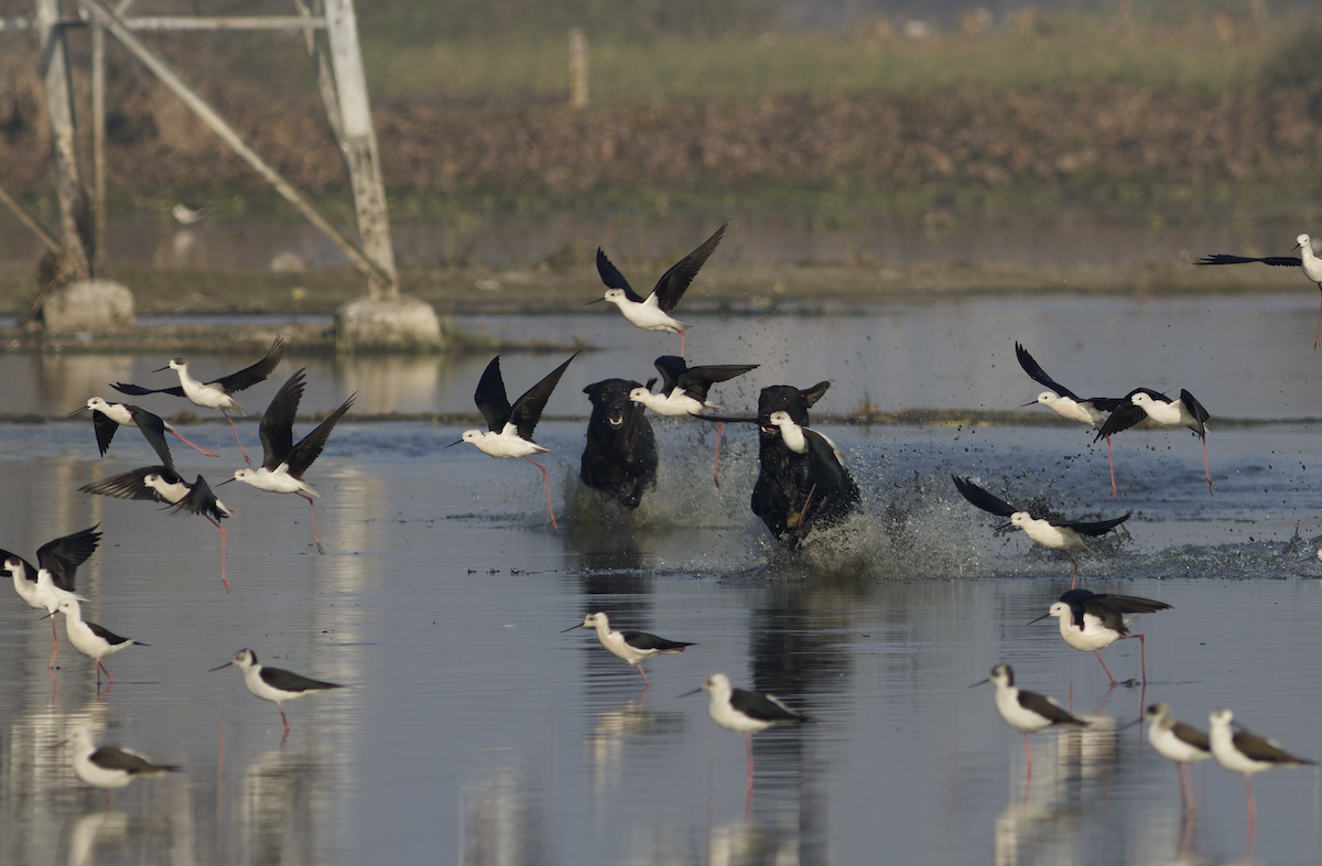 ML648884157 - Black-winged Stilt - Macaulay Library