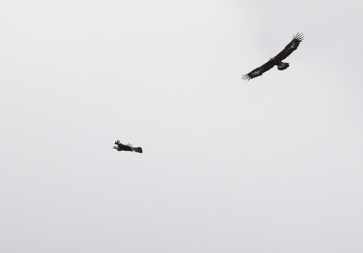 ML648887790 - Golden Eagle - Macaulay Library