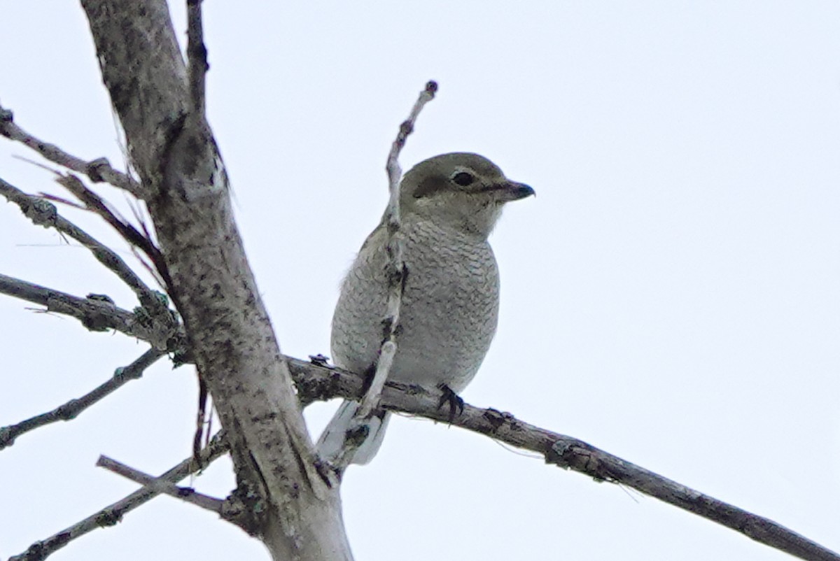eBird Checklist - 14 Jan 2026 - Cimetière de Laval/Mt. Pleasant - 11 ...