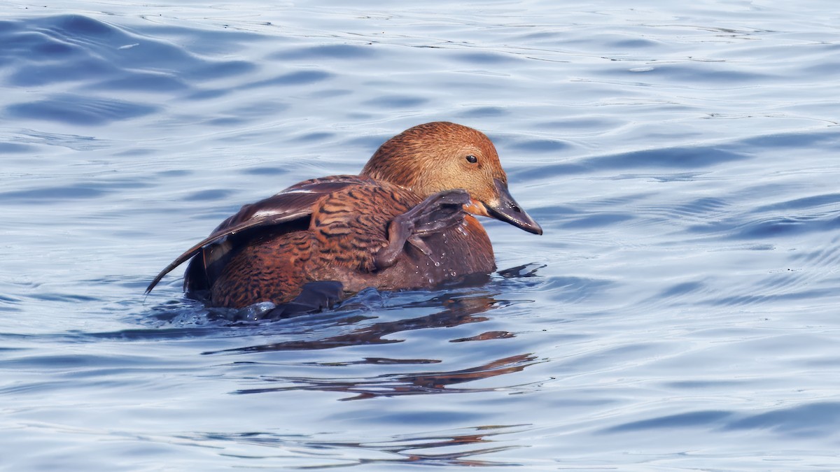 eBird Checklist - 14 Jan 2026 - BHI--Nut Island - 23 species