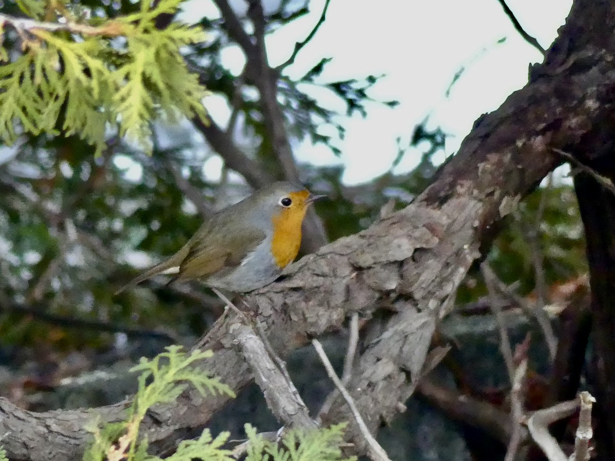 ML648895488 - European Robin - Macaulay Library