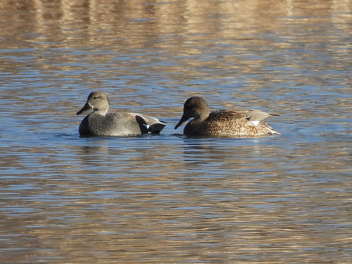 eBird Checklist - 14 Jan 2026 - Waneka Lake/Greenlee Preserve - 24 species
