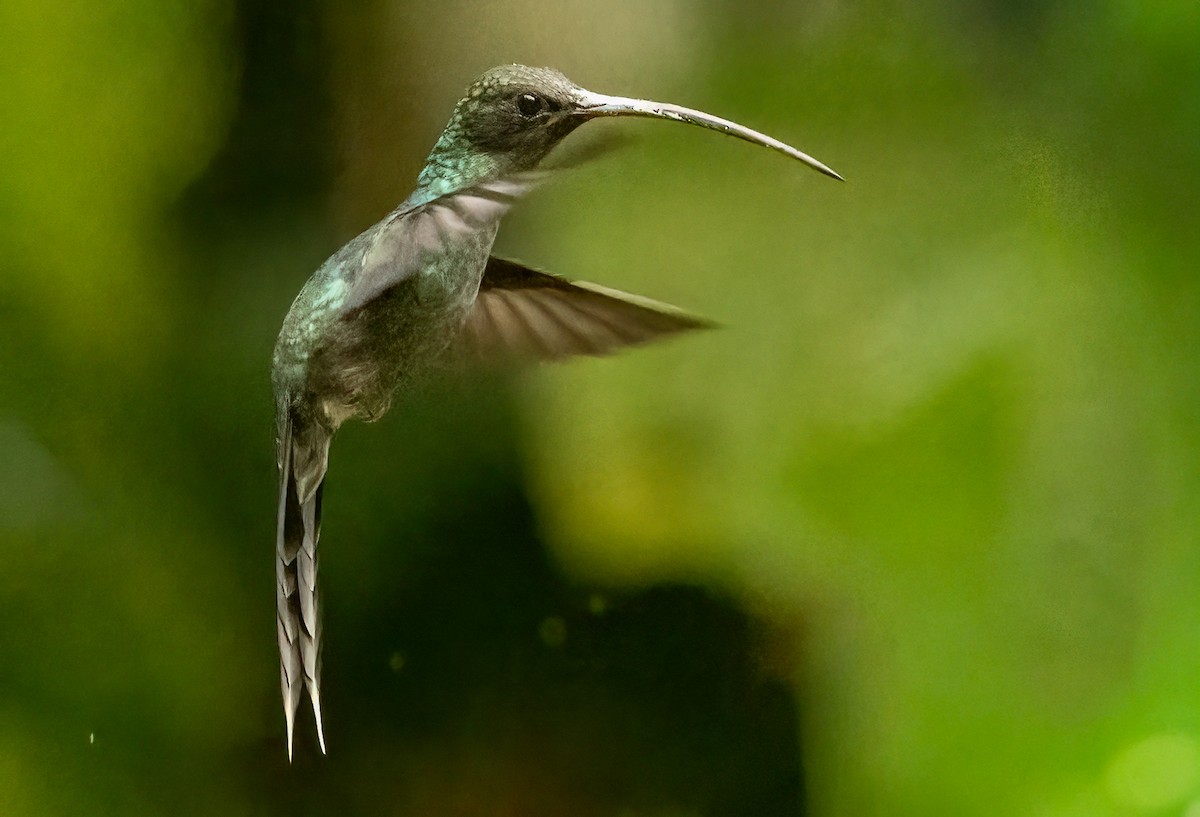 eBird Checklist - 30 Nov 2025 - Apía Birding Ecolodge - 35 species