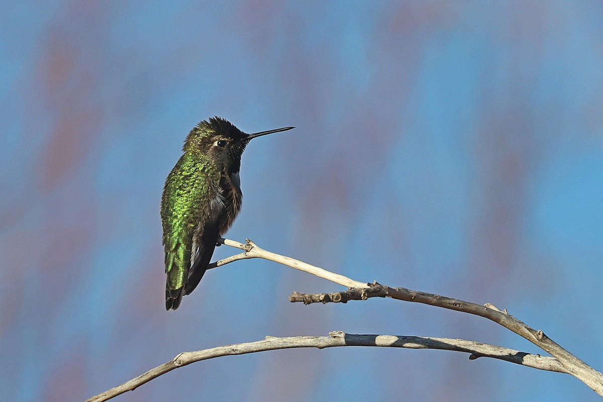 ML648905113 - Anna's Hummingbird - Macaulay Library