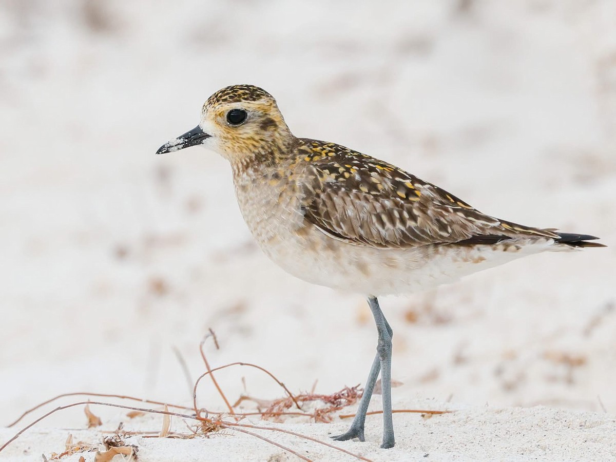ML648907785 - Pacific Golden-Plover - Macaulay Library