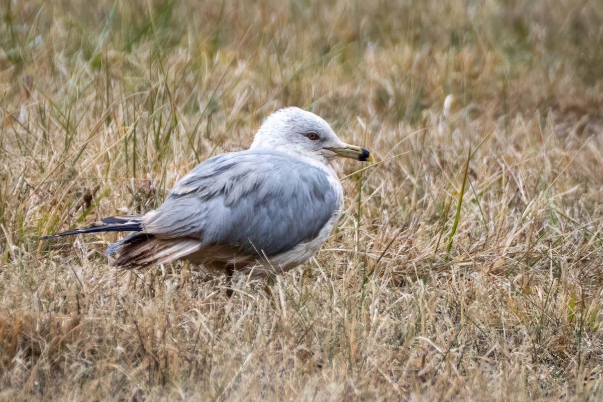 Pennsylvania Bird Atlas Checklist - 14 Jan 2026 - Struble Lake - 21 species