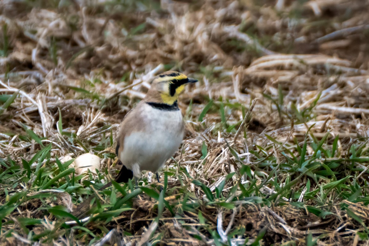 Pennsylvania Bird Atlas Checklist - 14 Jan 2026 - Homestead Rd. Farm ...