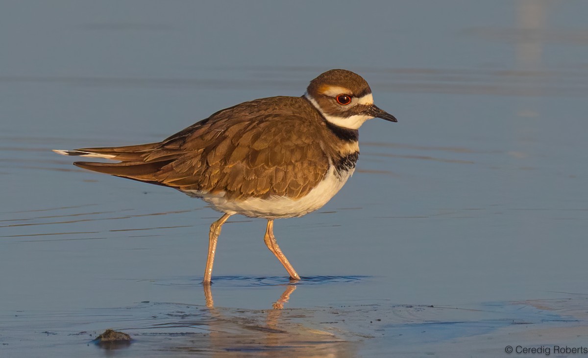 eBird Checklist - 14 Jan 2026 - Blacks Creek Bird Reserve - 10 species
