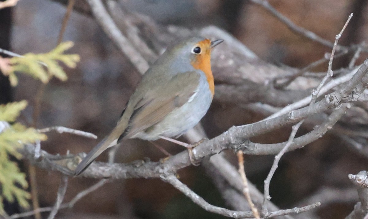 ML648913254 - European Robin - Macaulay Library