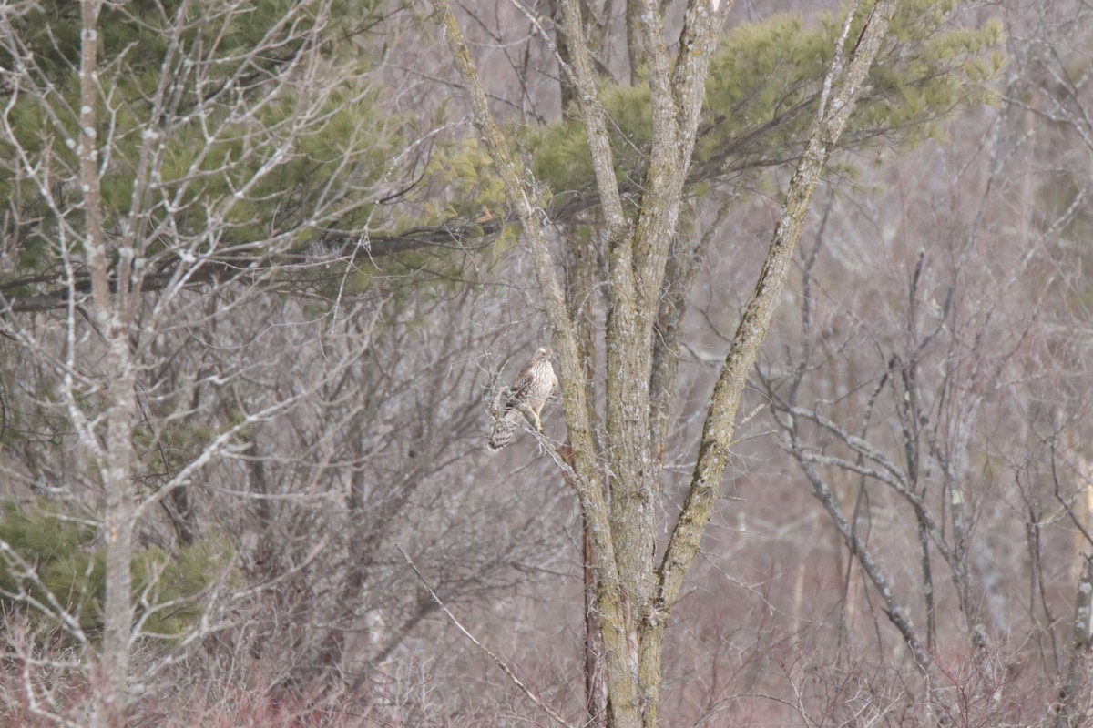 eBird Checklist - 14 Jan 2026 - New York 162, Sprakers, New York, US ...