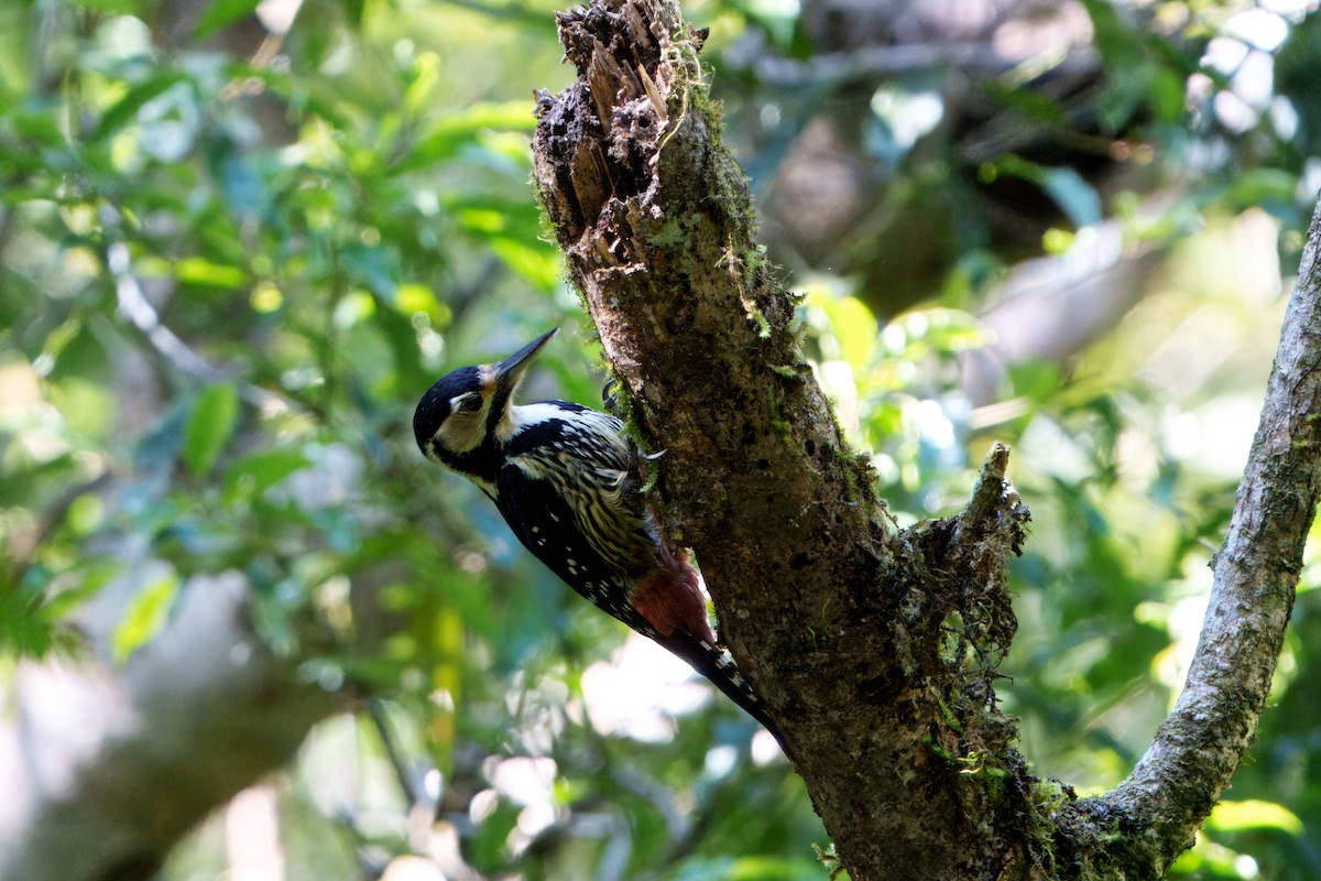 Taiwan Bird Atlas Checklist - 13 Jan 2026 - 宜蘭--南澳神秘湖(Yilan--Nan'ao ...