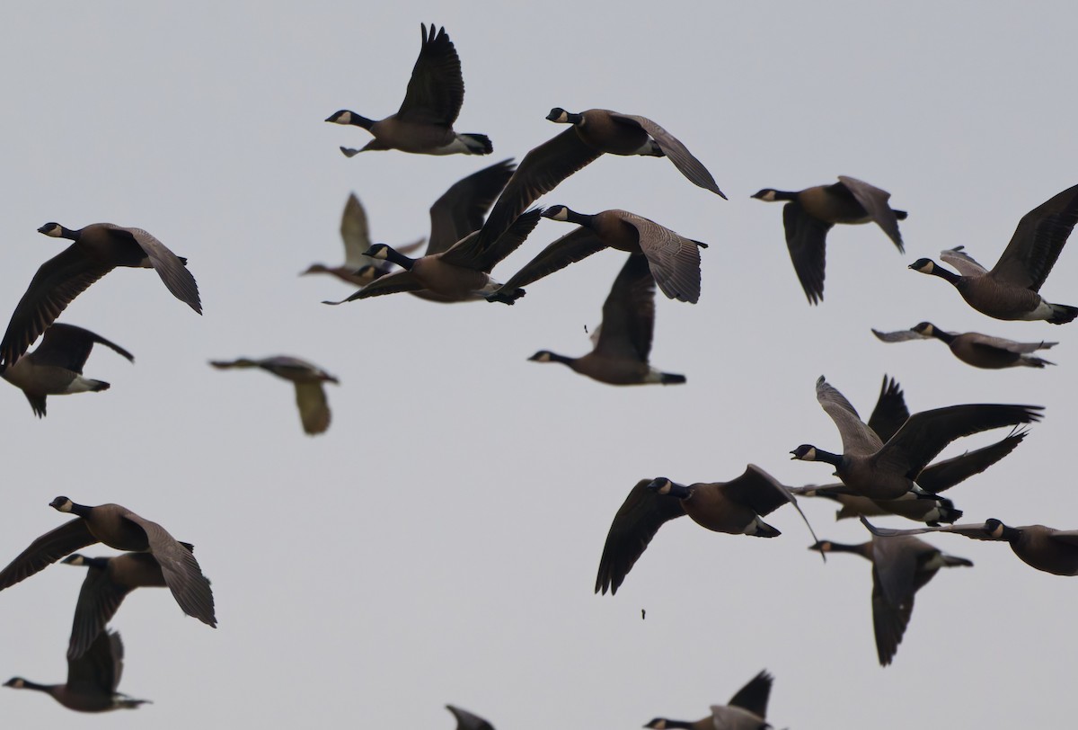 eBird Checklist - 14 Jan 2026 - Billy Frank Jr. Nisqually NWR - 70 ...