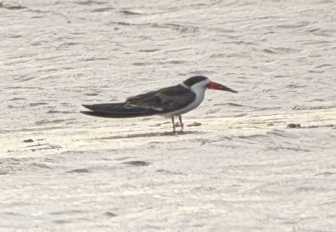 eBird Checklist - 15 Jan 2026 - Prime Hook NWR--Dike Trail (formerly ...