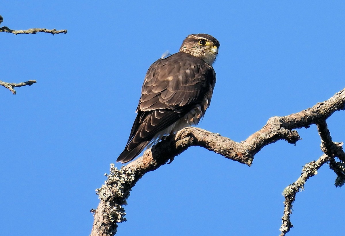 ML648945079 - Merlin - Macaulay Library