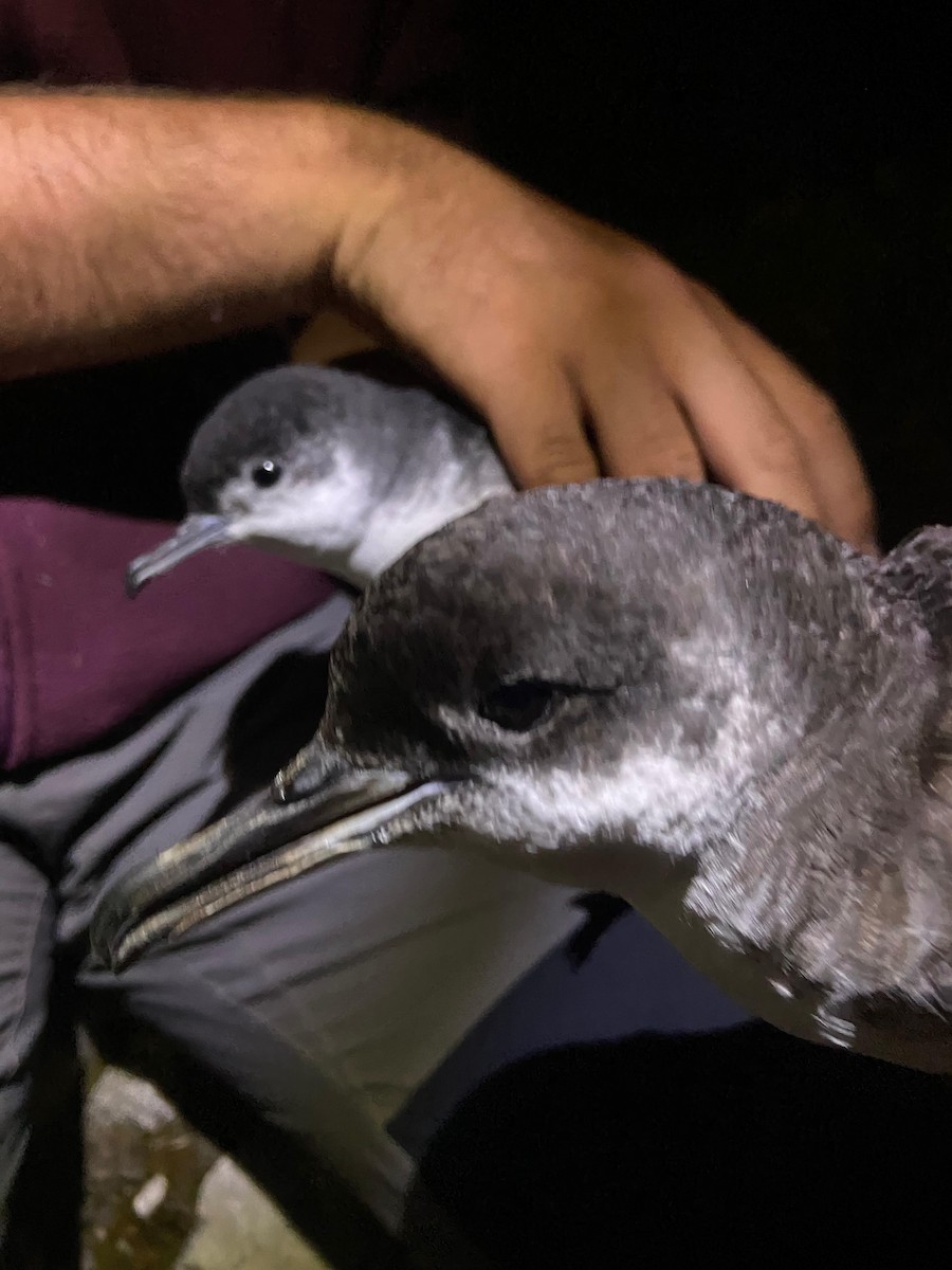eBird Checklist - 13 Jun 2023 - Lundy Island - 2 species
