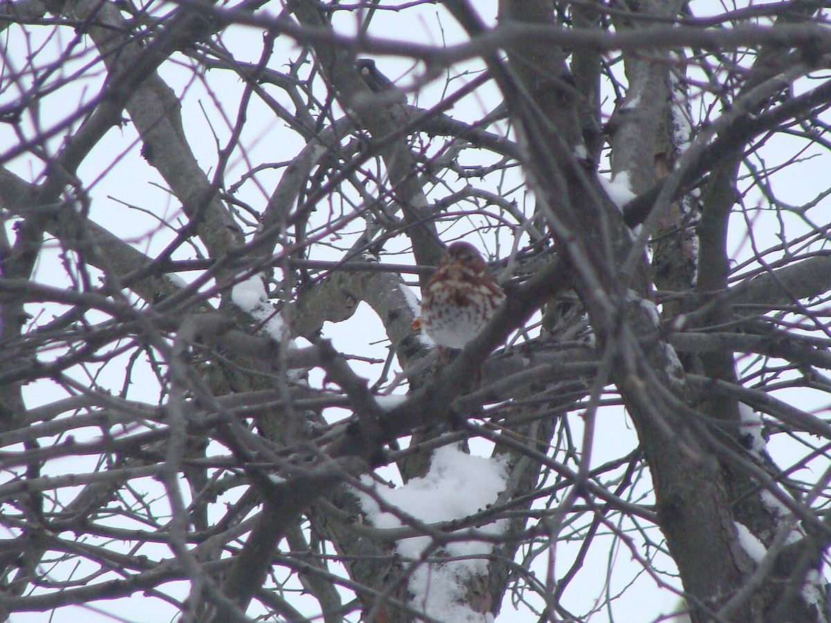 eBird Checklist - 4 Jan 2026 - Middle Rd - 2 species