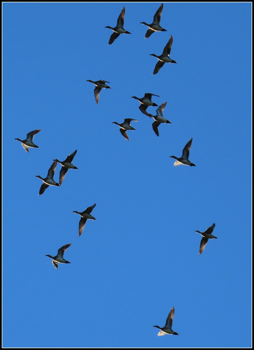 California Bird Atlas Checklist - 15 Jan 2026 - Esencia Sports Park ...