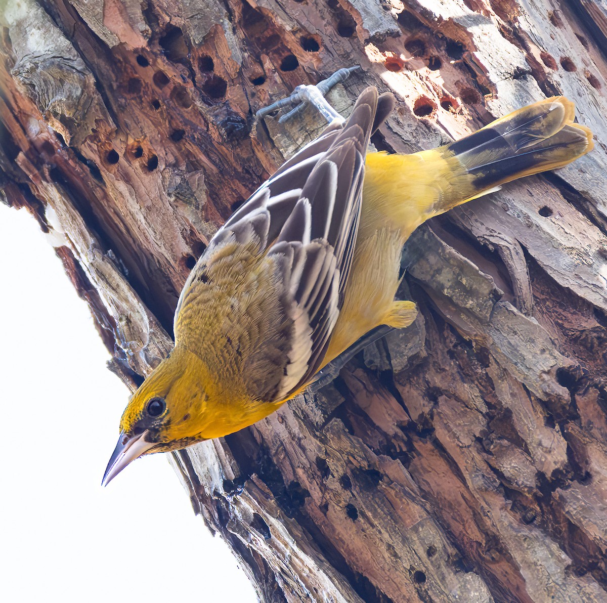 ML648960492 - new world oriole sp. - Macaulay Library