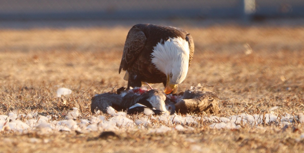 ML648961158 - Bald Eagle - Macaulay Library