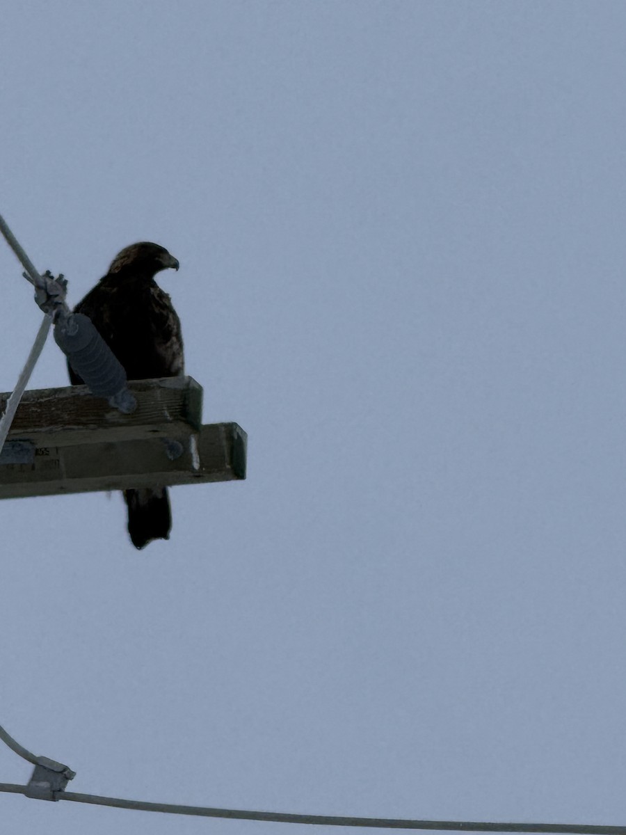 eBird Checklist - 15 Jan 2026 - Route Billy-Diamond, Eeyou Istchee Baie ...