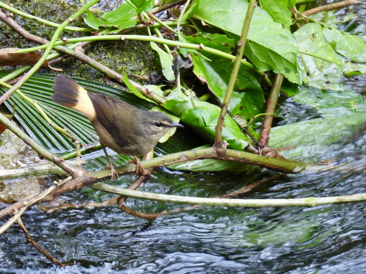 ML648971049 - Buff-rumped Warbler - Macaulay Library