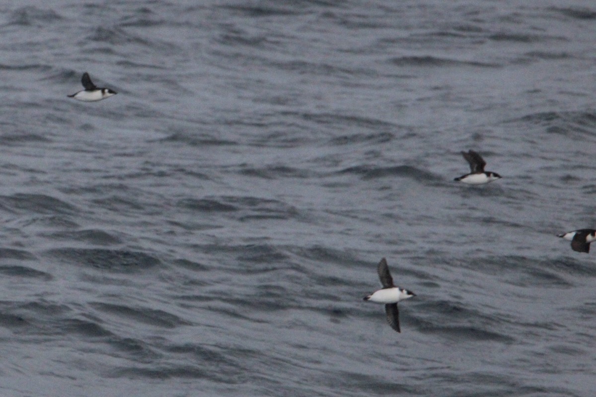 eBird Checklist - 15 Jan 2026 - Jeffreys Ledge (Massachusetts) - 9 ...
