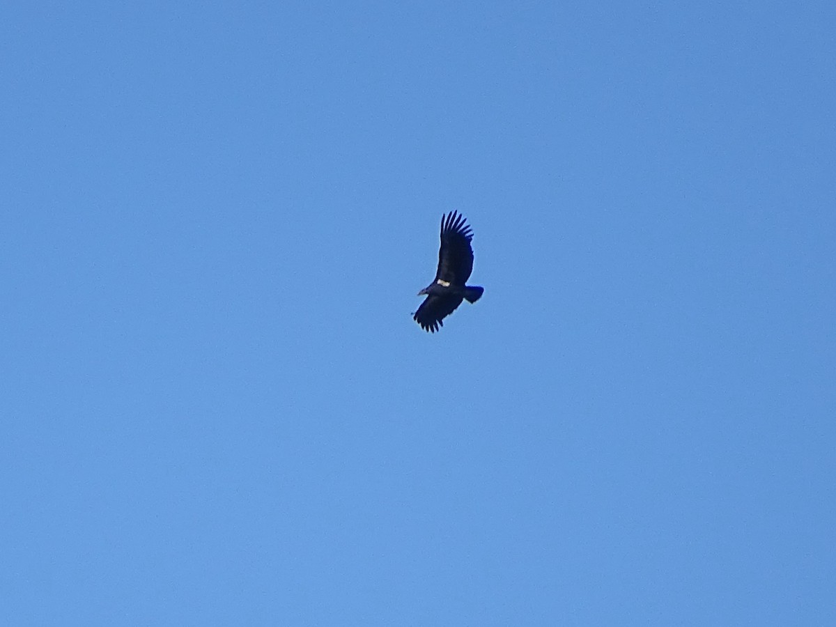 eBird Checklist - 15 Jan 2026 - 990 San Simeon Creek Rd, Cambria US-CA ...