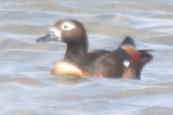eBird Checklist - 16 Jan 2026 - Western Treatment Plant--Lake Borrie ...