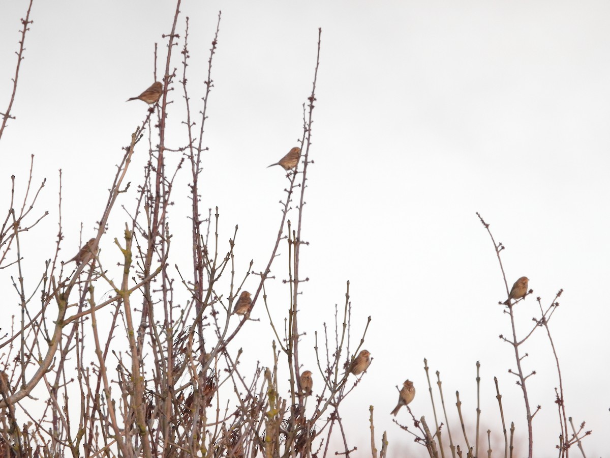 eBird Checklist - 16 Jan 2026 - Lodge Hill SSSI - 19 species