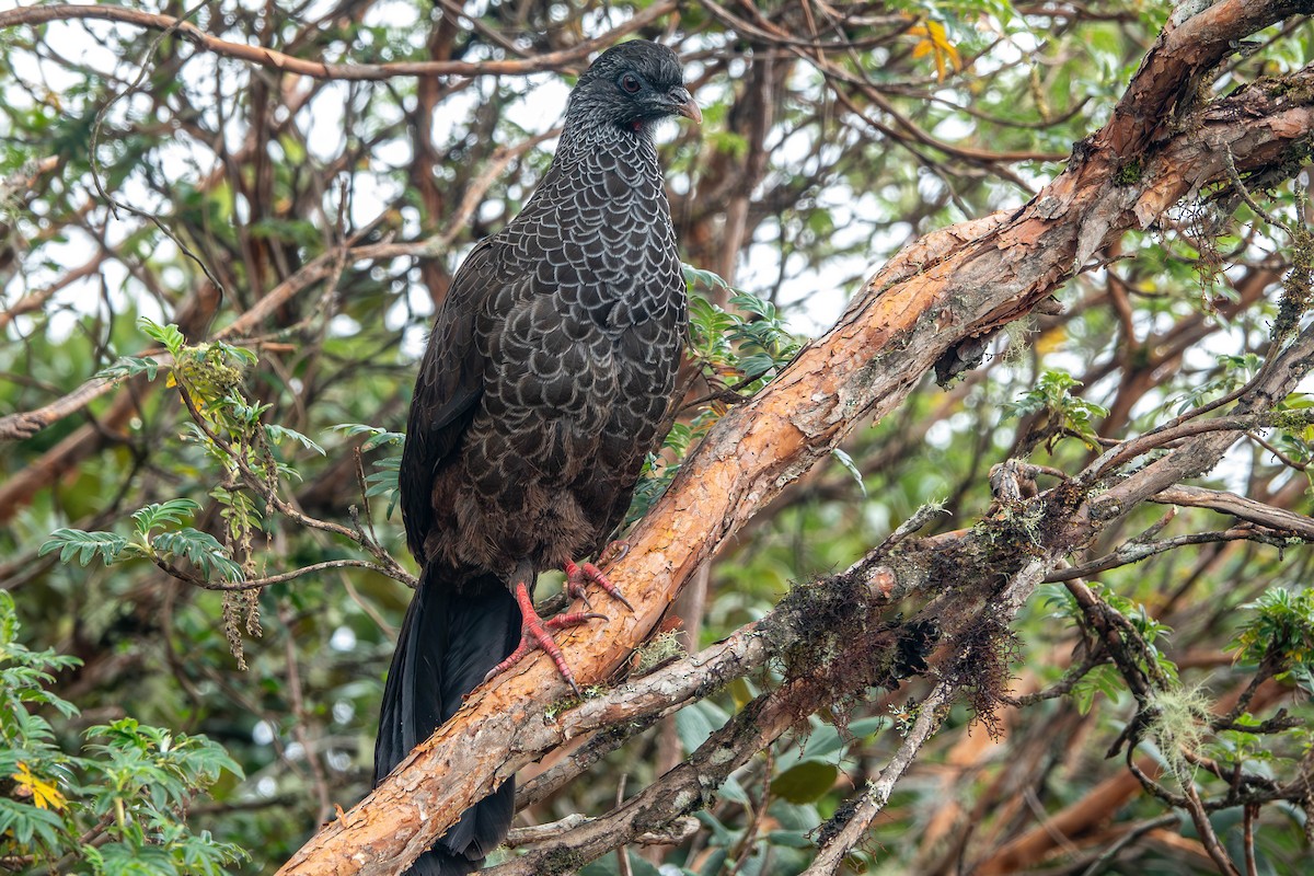 eBird Checklist - 5 Jan 2026 - Reserva Yanacocha--Centro de ...