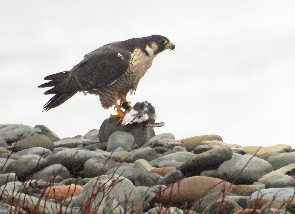 eBird Checklist - 16 Jan 2026 - Hartlen Point - 27 species (+2 other taxa)