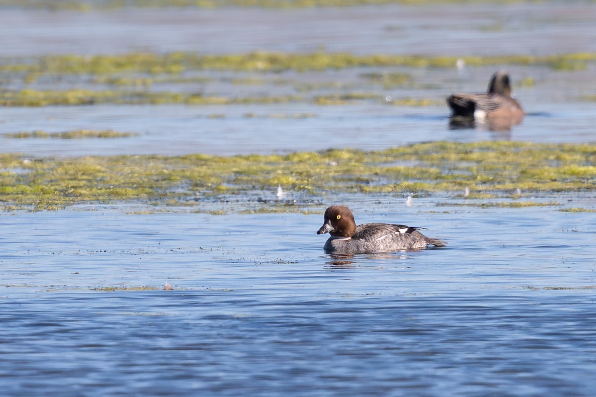 eBird Checklist - 16 Jan 2026 - El Franco Lee Park - 46 species