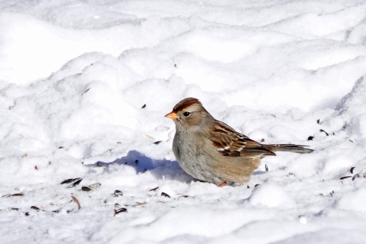 eBird Checklist - 16 Jan 2026 - Cimetière de Laval/Mt. Pleasant - 15 ...