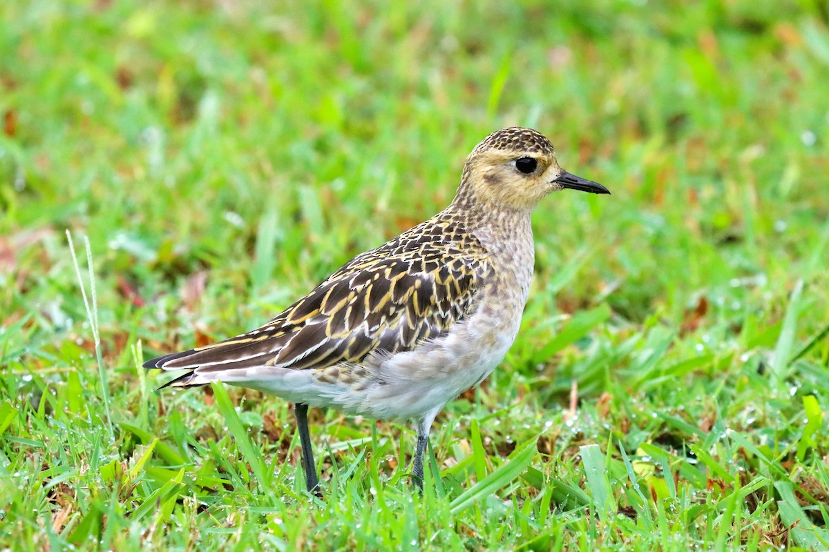 ML649013040 - Pacific Golden-Plover - Macaulay Library