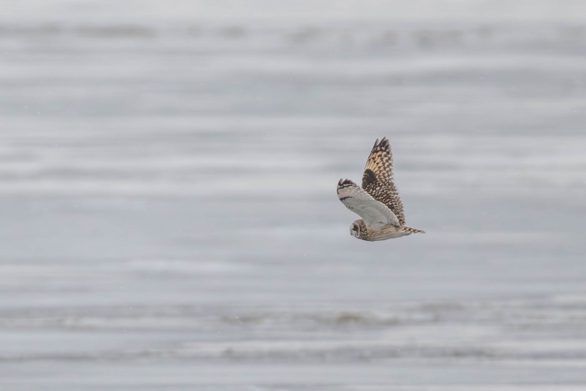eBird Checklist - 30 Dec 2025 - Pte. Mouillee SGA (permit required Sep ...