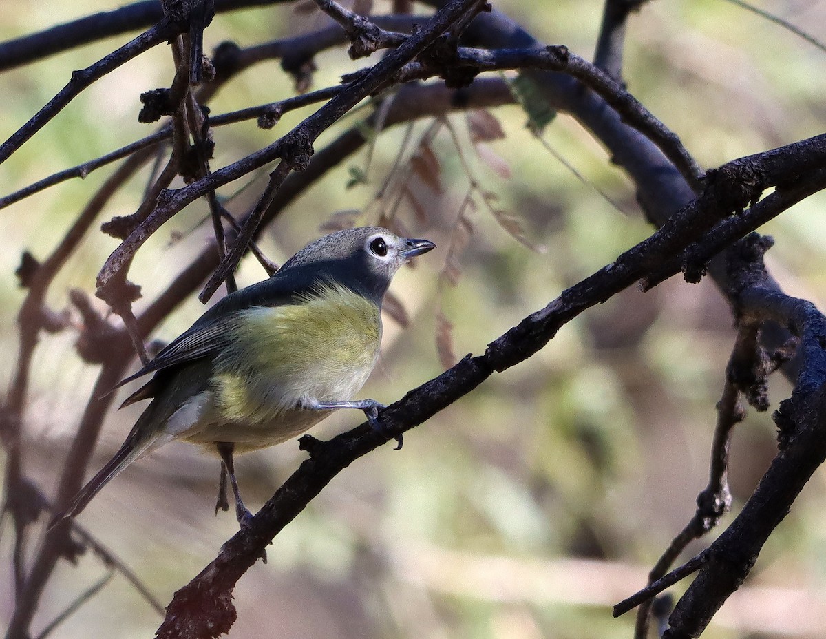eBird Checklist - 16 Jan 2026 - Madera Canyon--Proctor Rd. - 23 species