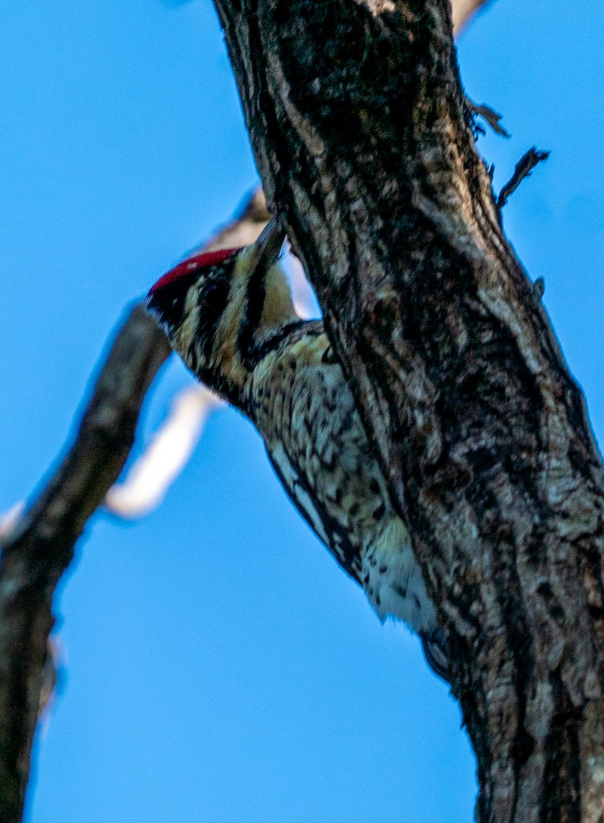 ML649024644 - Yellow-bellied Sapsucker - Macaulay Library
