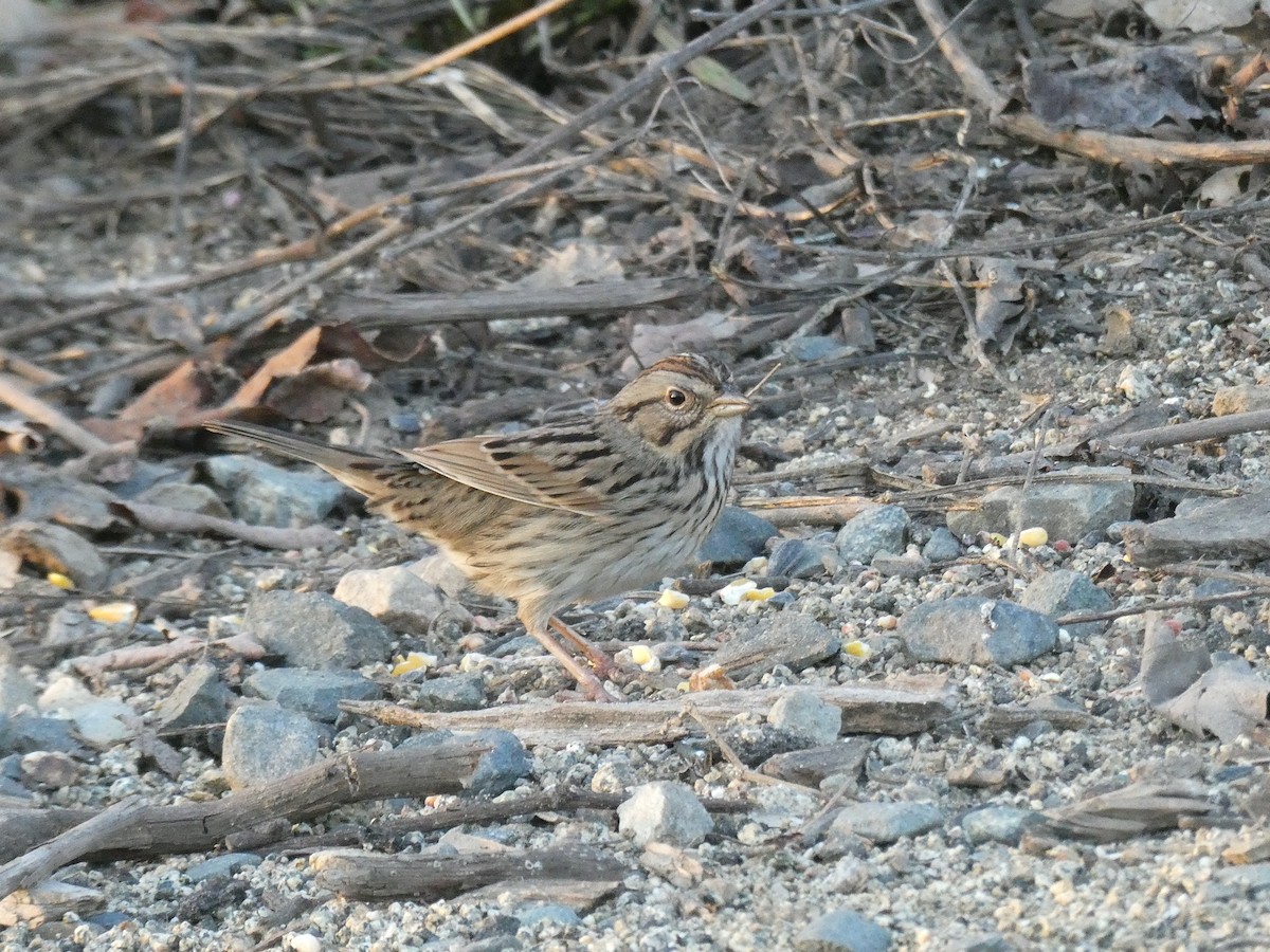 eBird Checklist - 16 Jan 2026 - American River Parkway behind condo ...