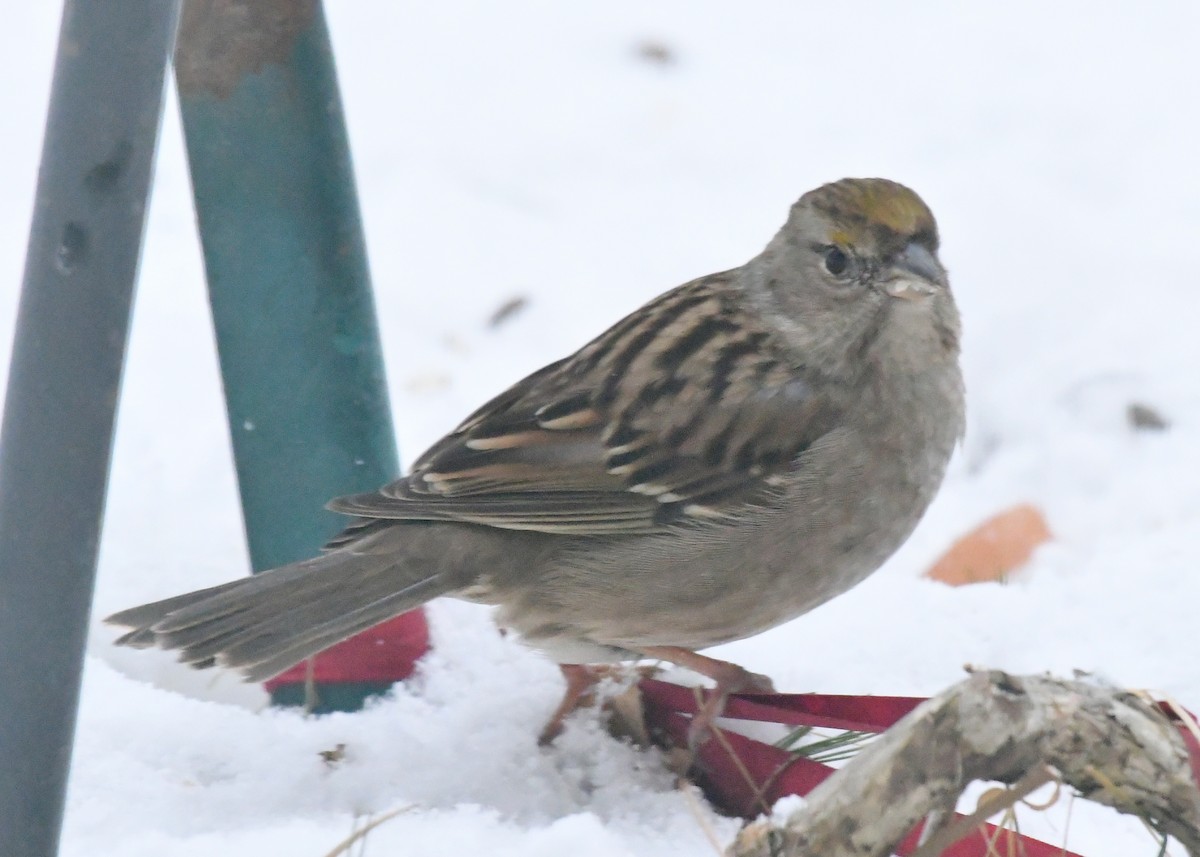 ML649032361 - Golden-crowned Sparrow - Macaulay Library