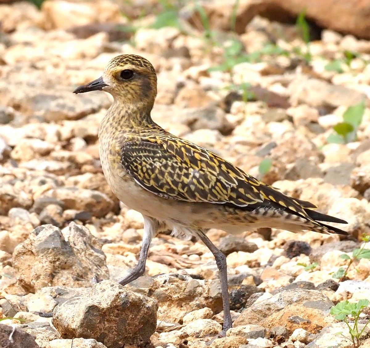 ML649034169 - Pacific Golden-Plover - Macaulay Library