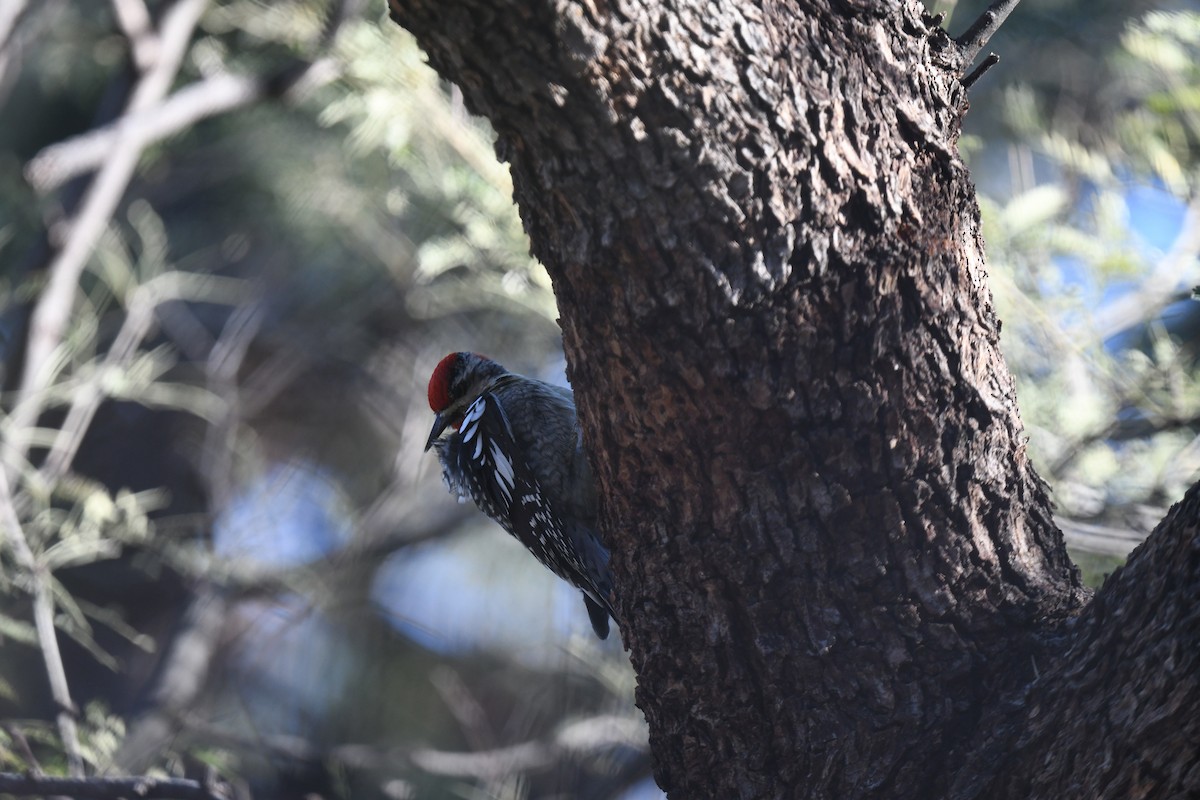 eBird Checklist - 16 Jan 2026 - Madera Canyon--Proctor Rd. - 22 species