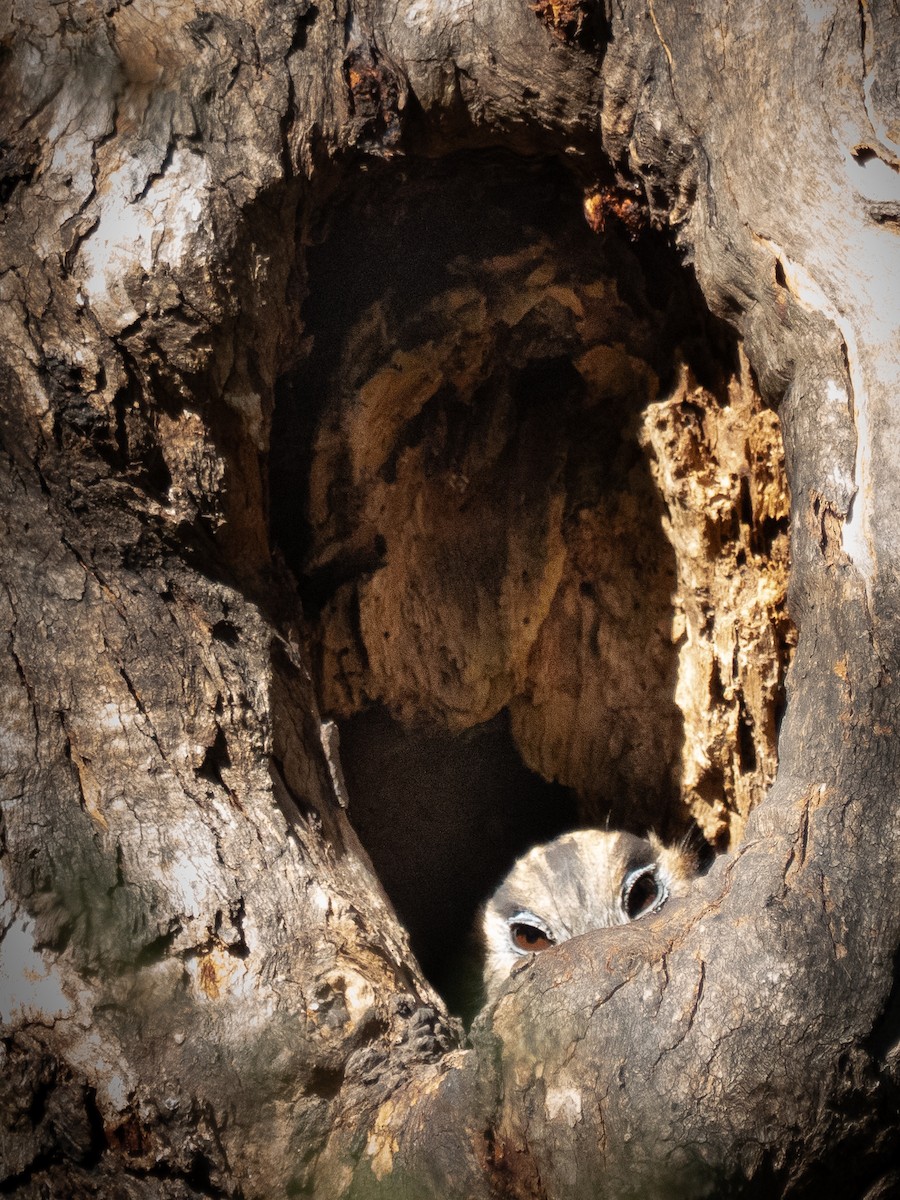 eBird Checklist - 17 Jan 2026 - Yarran Dheran Reserve - 30 species