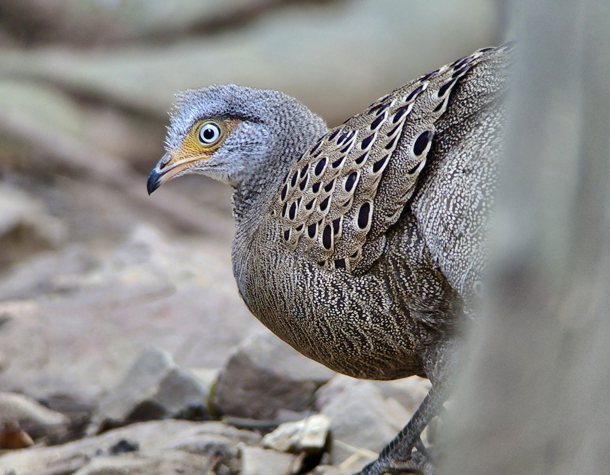 ML649038329 - Gray Peacock-Pheasant - Macaulay Library