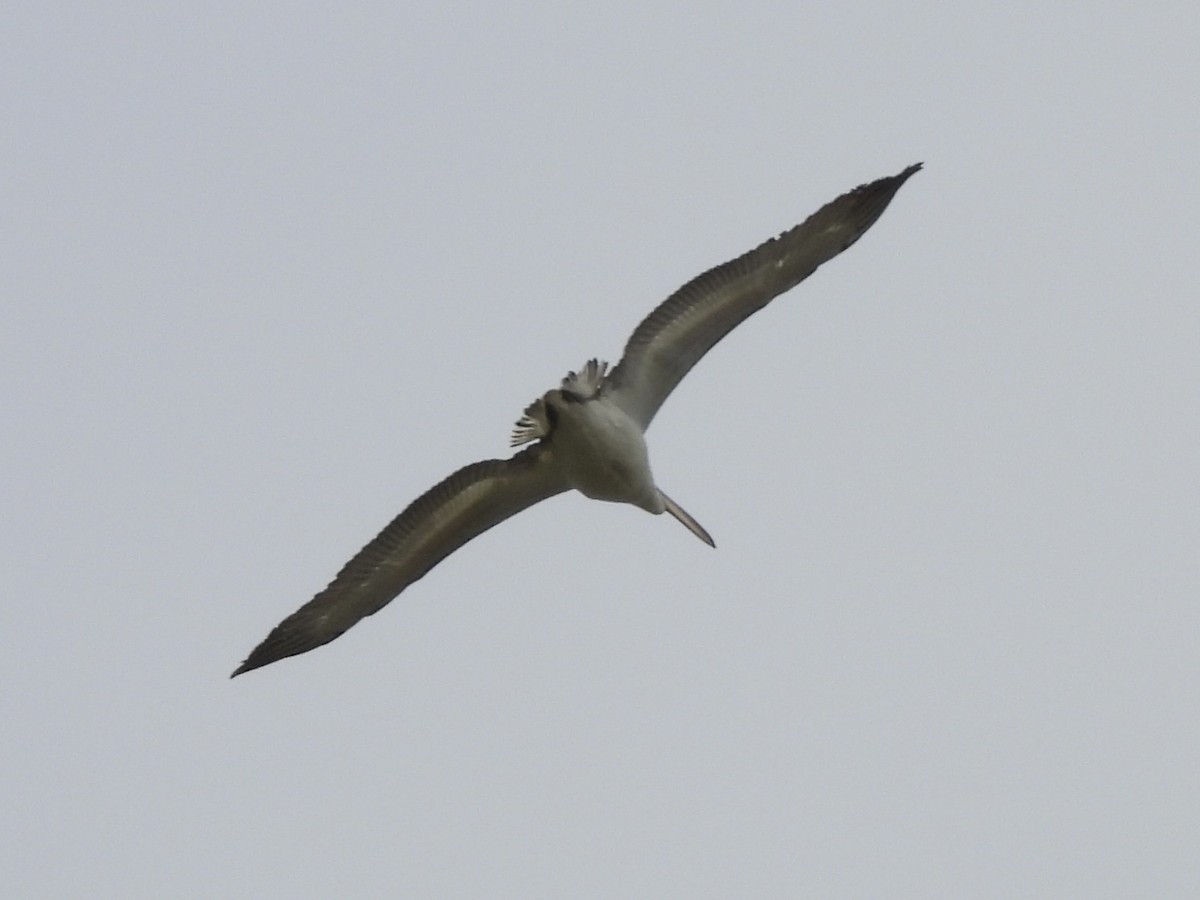 eBird Checklist - 17 Jan 2026 - Dumaguete North Road, Tanjay City PH ...